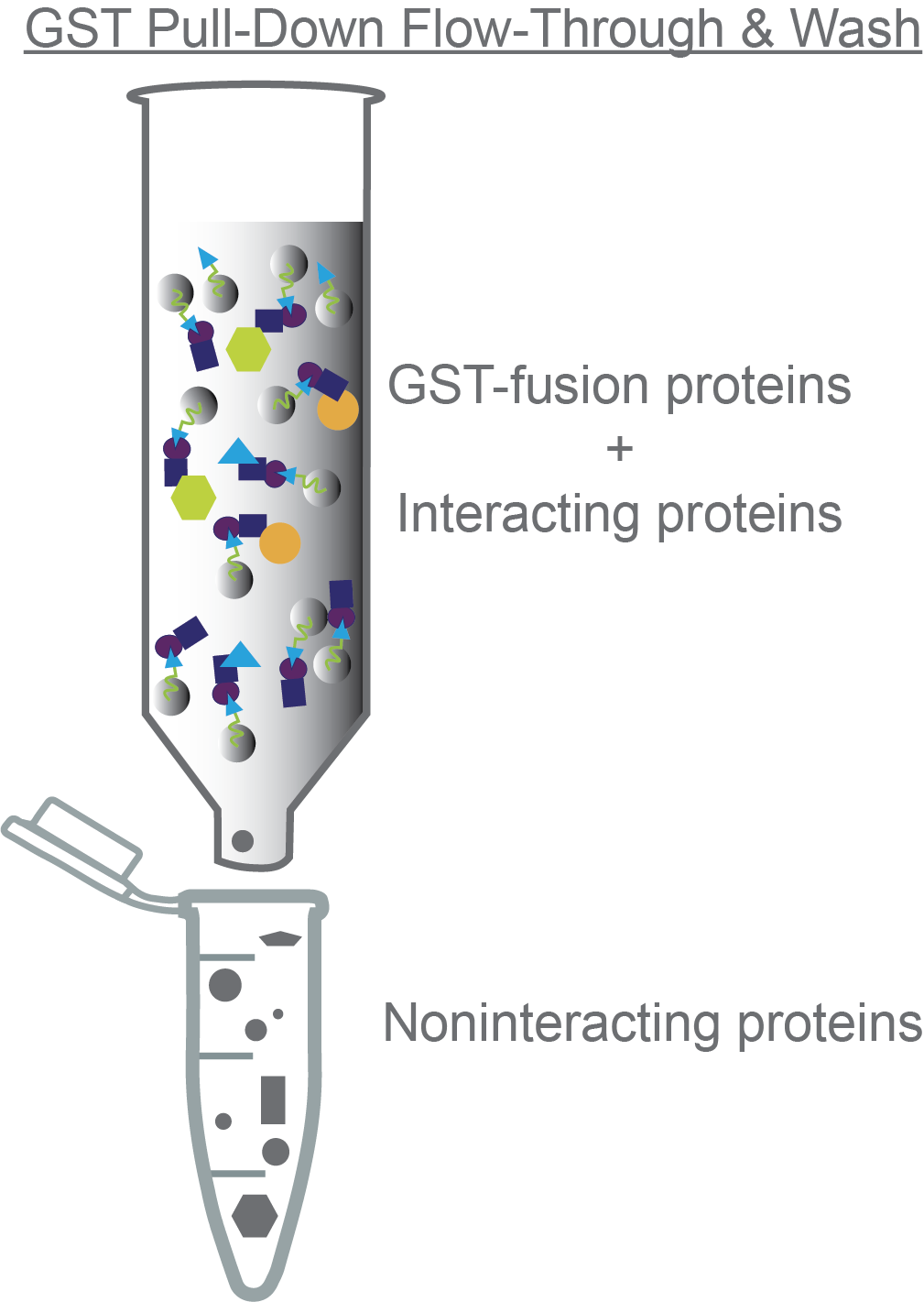 What is a GST Pull-Down Assay? The Complete Overview with Protocols and Analyses Guides | GoldBio